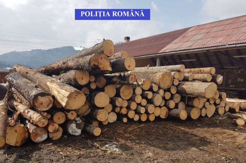 Hocus-pocus la Ocolul Silvic Dealul Negru. Un pădurar a făcut să ...