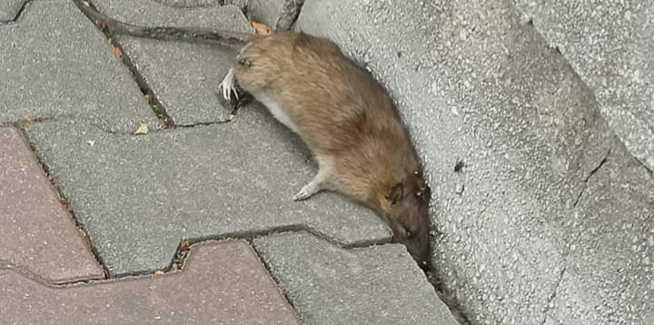 VIDEO: Șobolan mort sub privirile trecătorilor pe o stradă intens ...