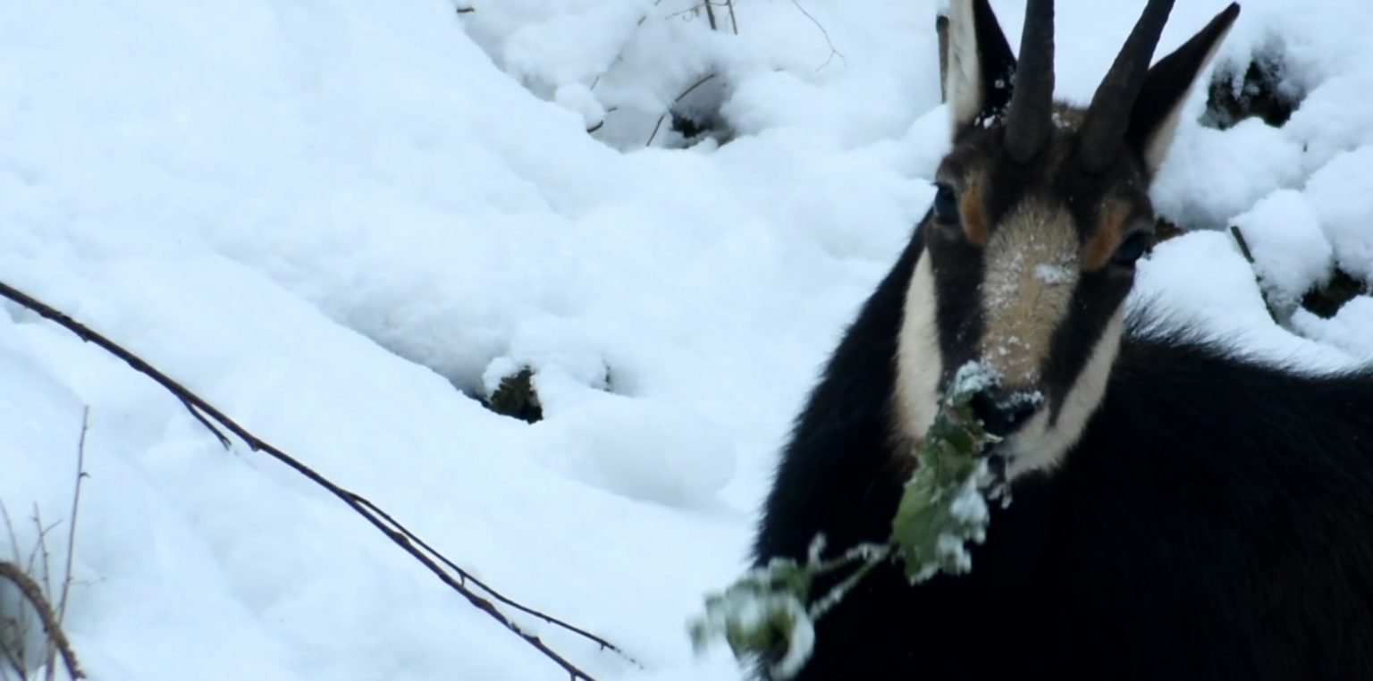 VIDEO - SUPERB: Capra neagră și căprioare, în căutarea hranei, în ...