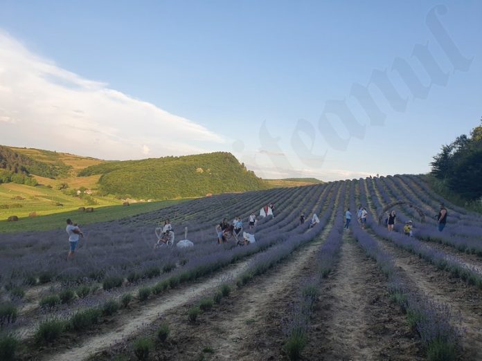 FOTO/VIDEO - EMOȚIONANT: Lanul de lavandă realizat de doi băieți a dat ...