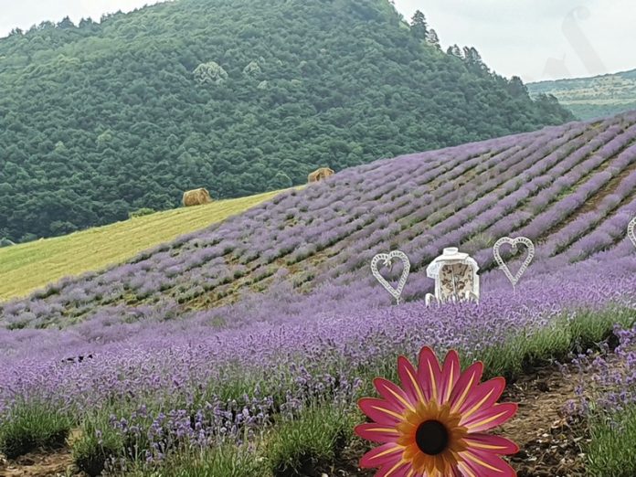 FOTO/VIDEO - EMOȚIONANT: Lanul de lavandă realizat de doi băieți a dat ...