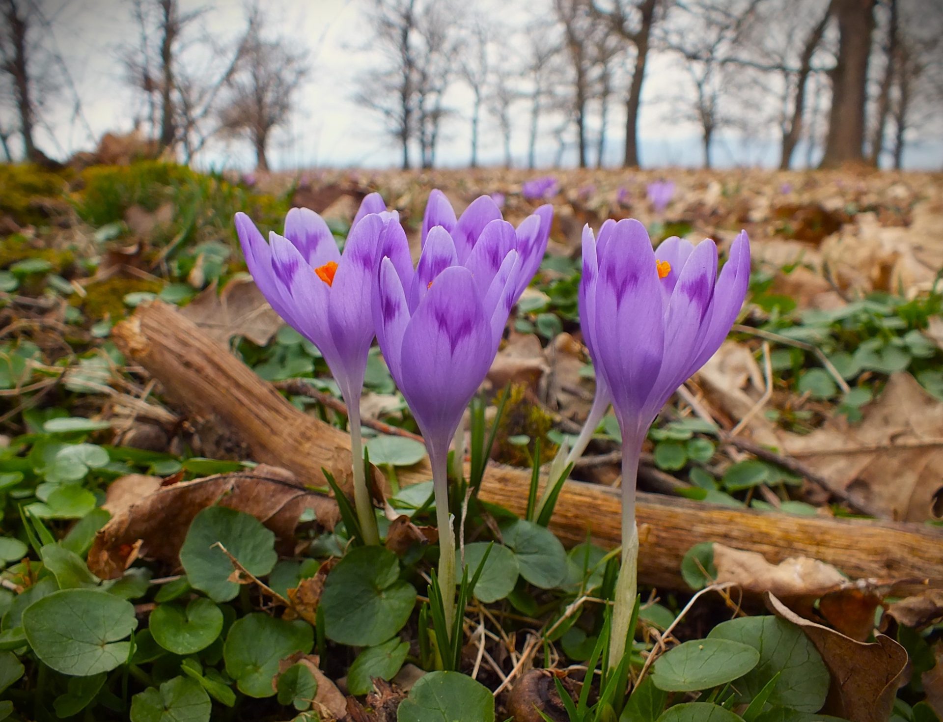 FOTO - MINUNAT: A înflorit laleaua pestriță în Pădurea din Șes de la ...