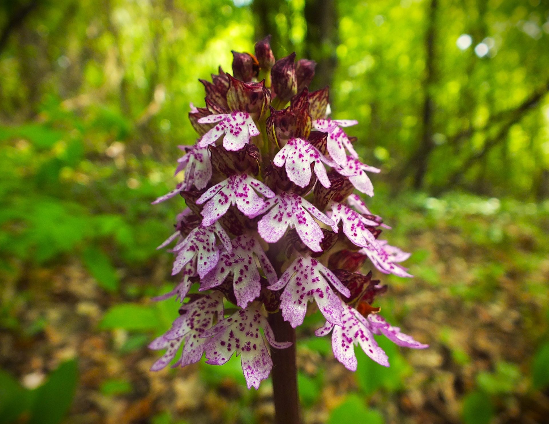 FOTO - MINUNAT: Orhidee sălbatice, descoperite, în premieră, în Pădurea ...