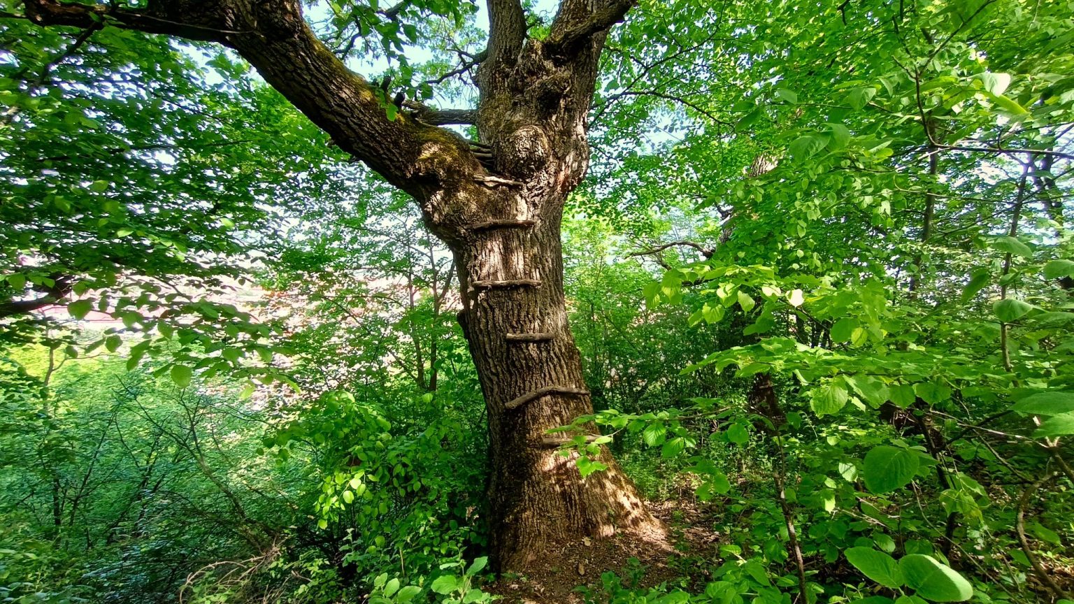 FOTO - MINUNAT: Orhidee sălbatice, descoperite, în premieră, în Pădurea ...