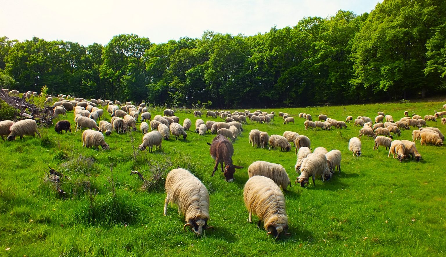 FOTO - MINUNAT: Orhidee sălbatice, descoperite, în premieră, în Pădurea ...