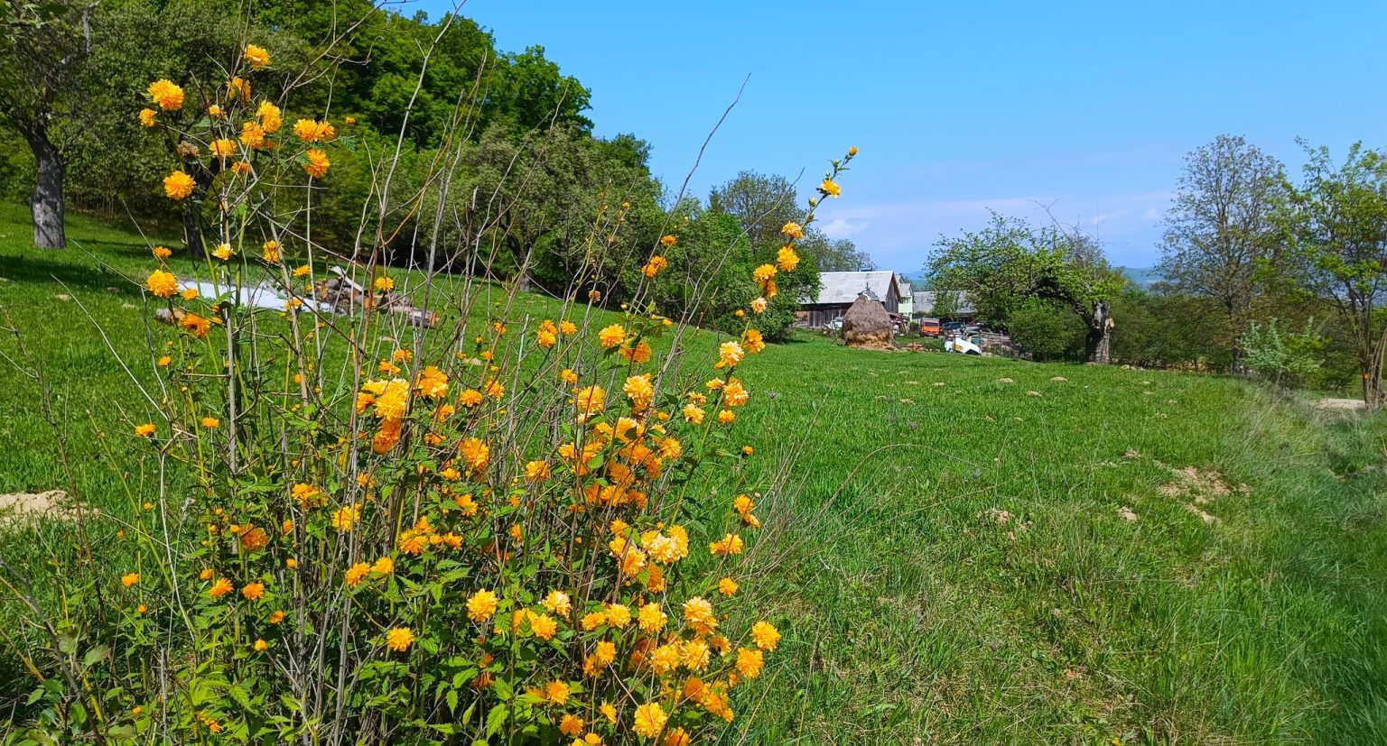 FOTO - MINUNAT: Orhidee sălbatice, descoperite, în premieră, în Pădurea ...