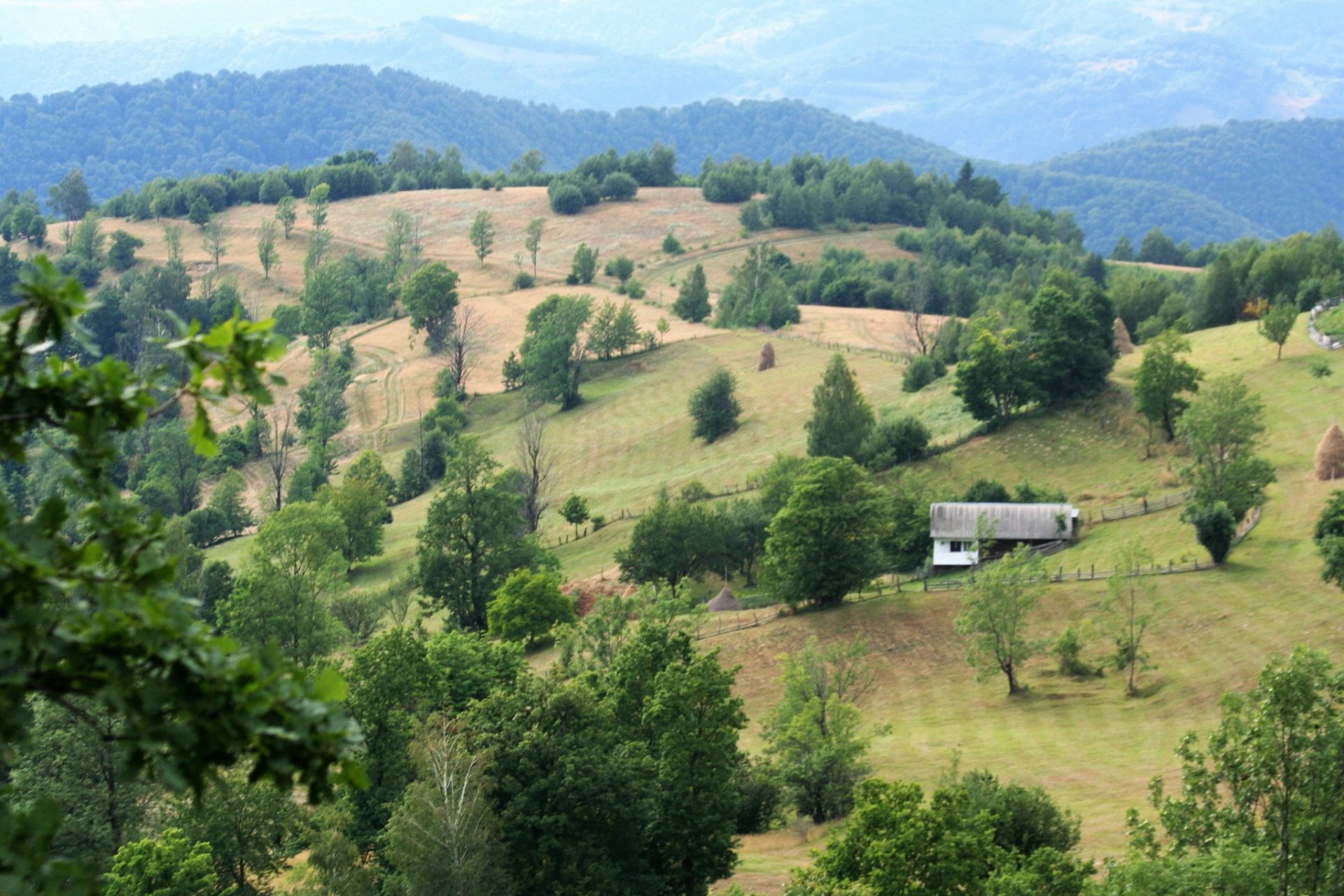 PRO-VERB: Prostul dacă nu-i fudul, parcă nu e prost destul ...