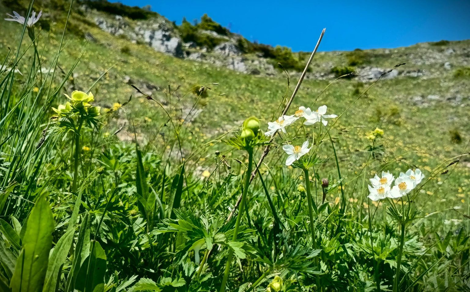 FOTO - MINUNAT: Au apărut florile de colț în Munții Rodnei ...