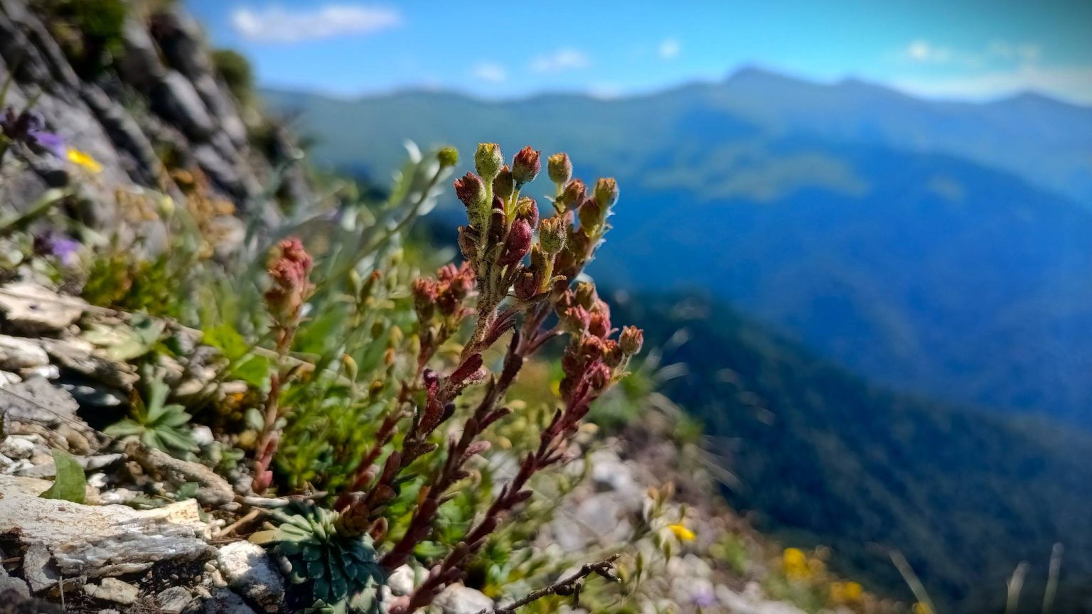 FOTO - MINUNAT: Au apărut florile de colț în Munții Rodnei ...