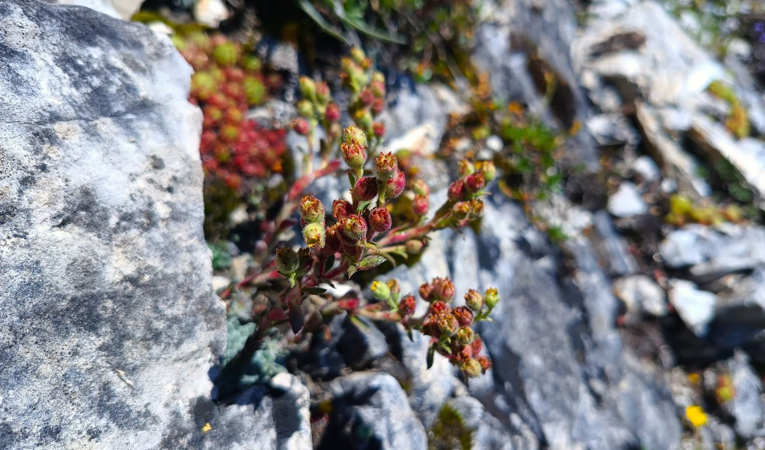 FOTO - MINUNAT: Au apărut florile de colț în Munții Rodnei ...