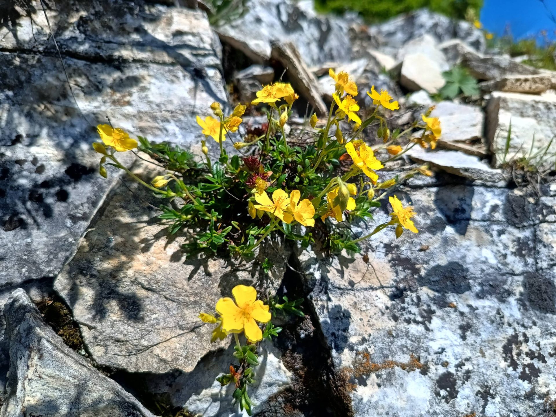 FOTO - MINUNAT: Au apărut florile de colț în Munții Rodnei ...