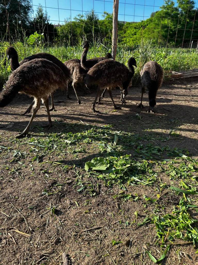 Marius, bistrițeanul care a pariat pe păsările Emu și „uleiul de aur ...