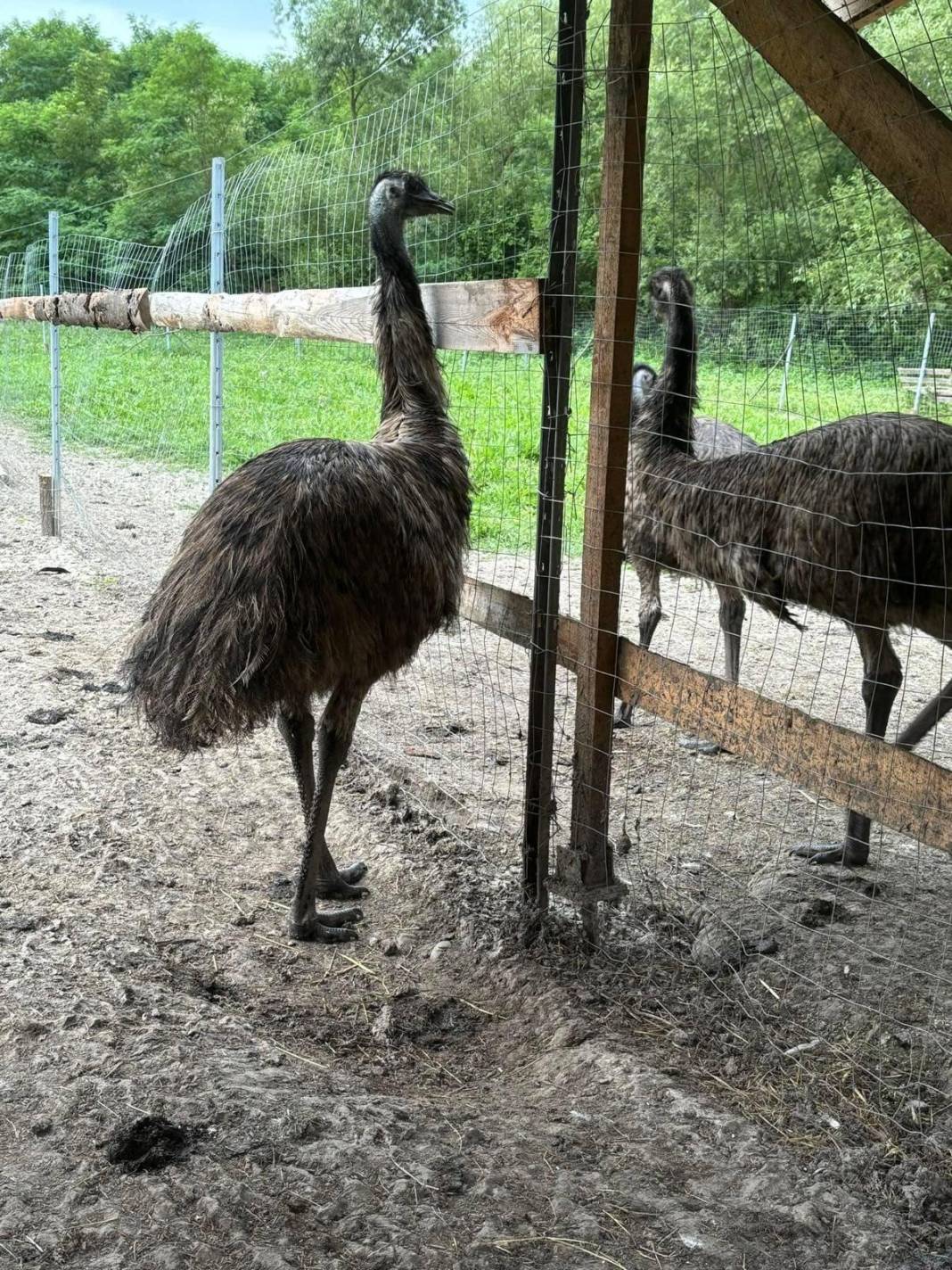 Marius, bistrițeanul care a pariat pe păsările Emu și „uleiul de aur ...